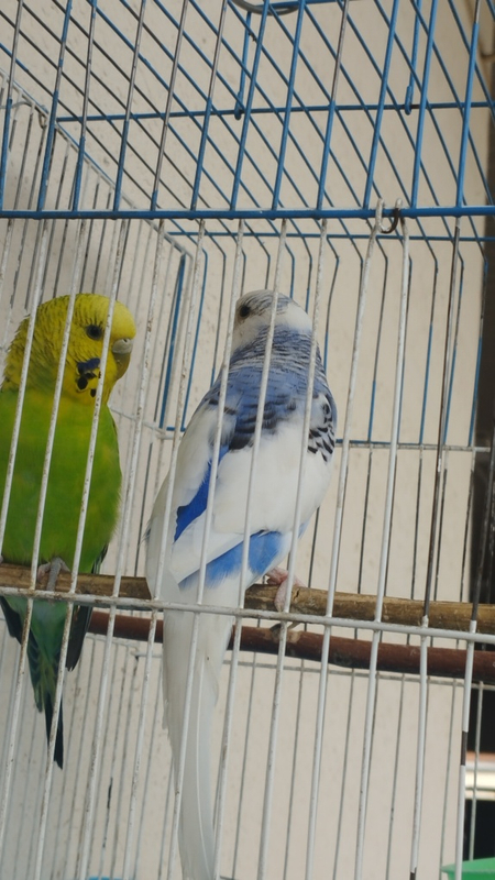 Sogʻlom toti qush