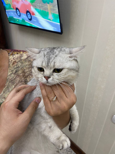 Shinshilla zotli mushuk