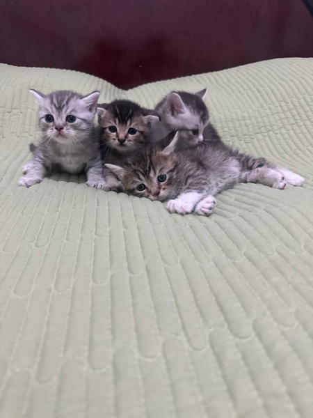 Кошки британки с шиншиллой