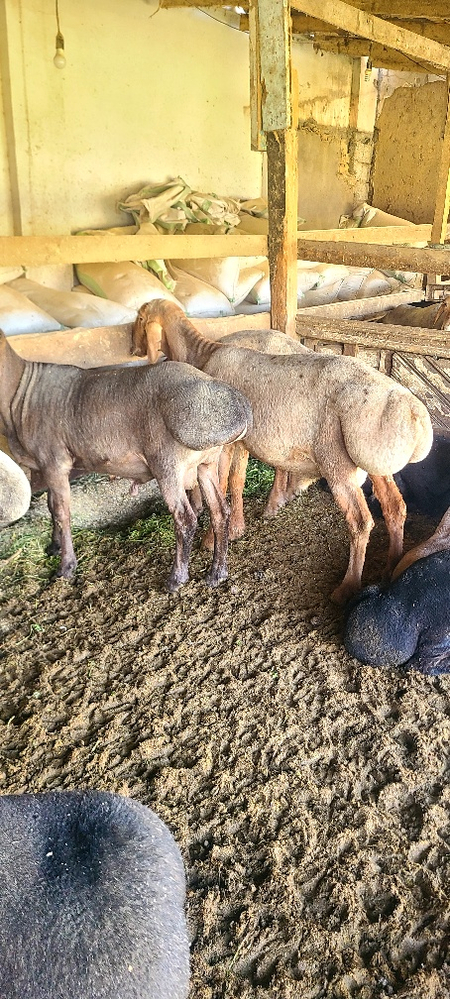 Halol boqilgan qoylar bor. Qo'chqorlar.
