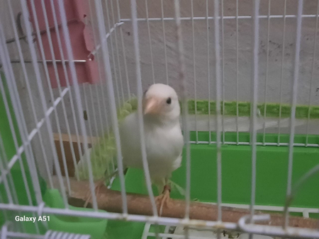 Канарейкалар,  паровкага тайёр ёш модалар тоза қонли,  Чилонзорда