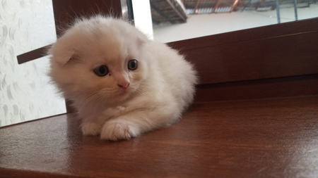 Продается котёнок
