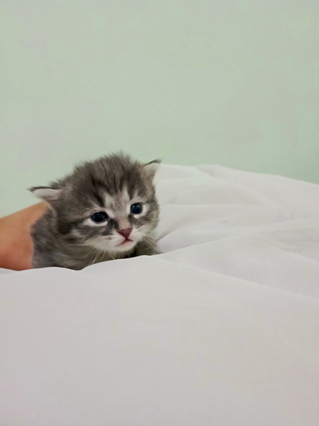 Вислоухие котята