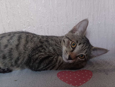 Котёнок отдаем в хорошие руки