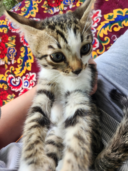 Китайская шин шила