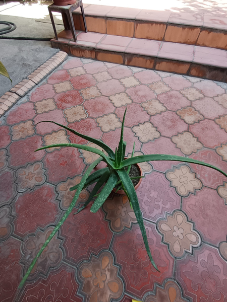 Алоэ домашний.   .