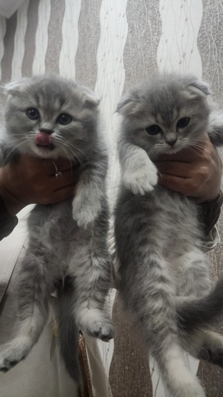 Кошки скоттиш фолд. 2 месяца.