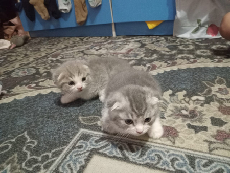 Продам котят весёлаухов