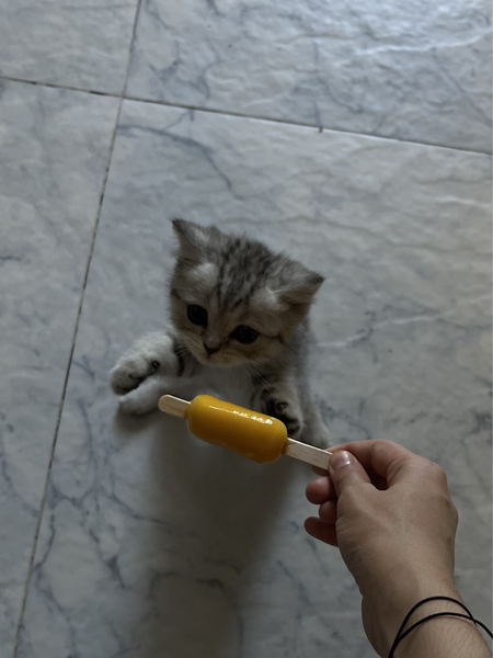 Продается котик,чистокровная серебристая шиншила