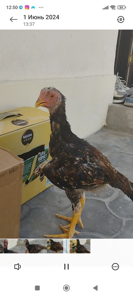 Jojala sotiladi harxil oyda chiqgan