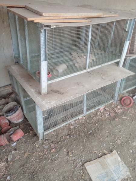 Tovuqxona, katak