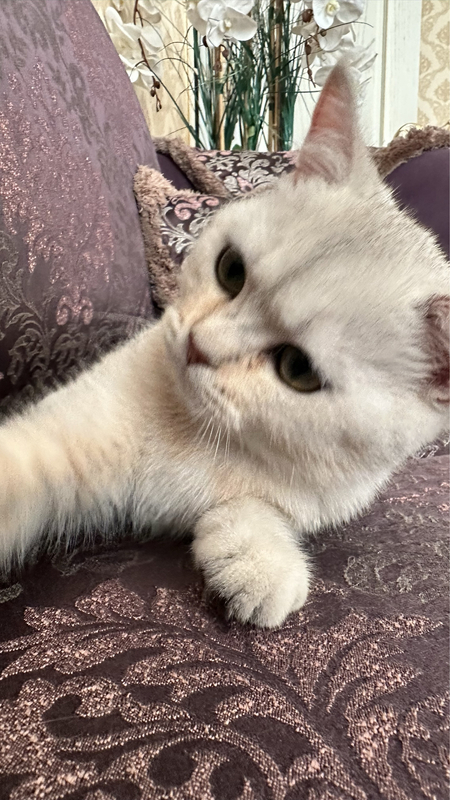 Кот шиншила