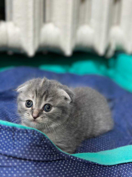Продаются котята породы скоттиш фолд
