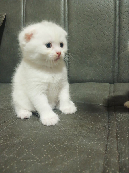 Продаются котята