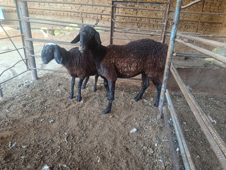 Ona bola qoyla sotiladi