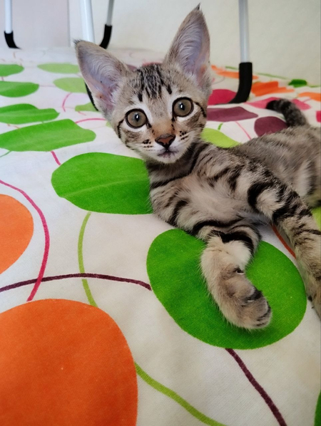 пародистый котёнок