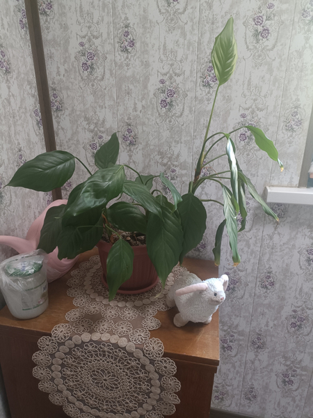 Продам комнатные цветы
