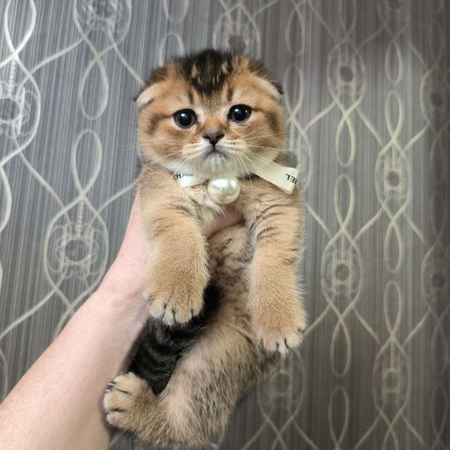Шикарные милые котята подарят вам любовь и ласку