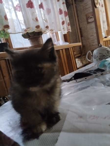 Продаются котята! Полмесяца, проглистованы,к лоточек приручены.