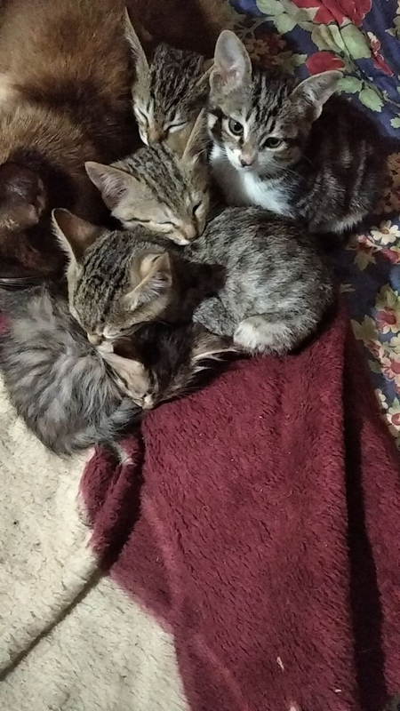 Отдам котят в добрые руки!