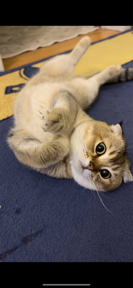 Продается кот скоттиш фолд