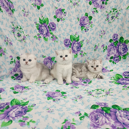 Продаётся чистокровный шотландские котята