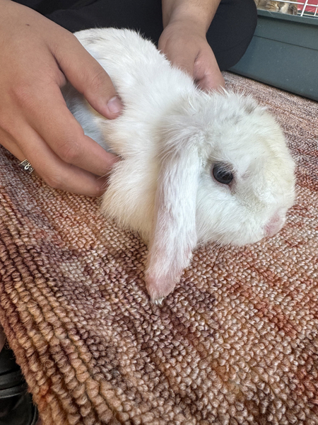 Karlik quyon sotaman 2ta