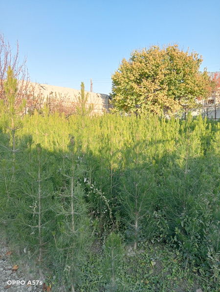 Archa koʼchatlari sotiladi