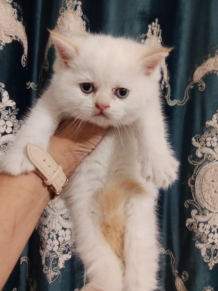 Britanskiy shinshilla