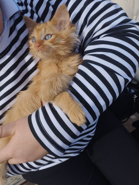 Котёнок в любящую семью