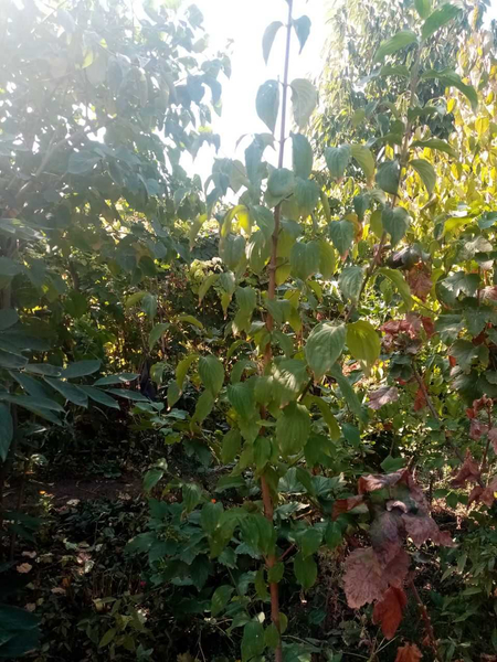 Домашние яйца куриные