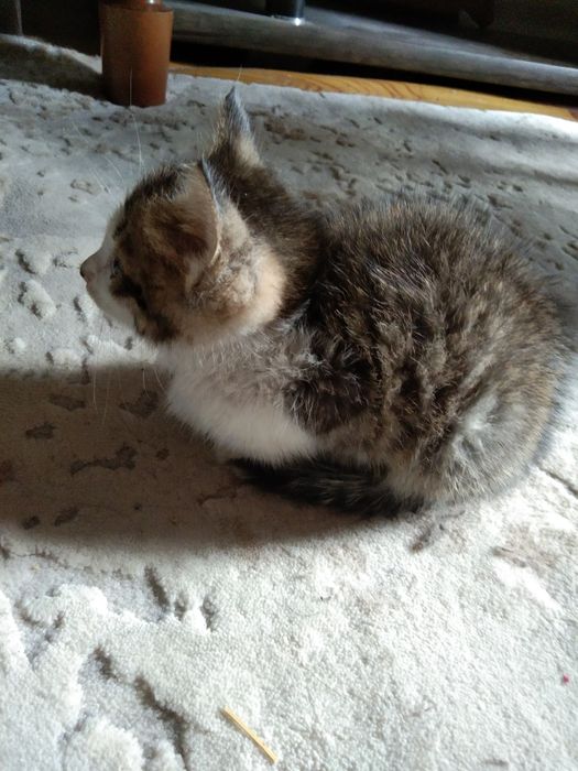 Отдам котенка мальчик