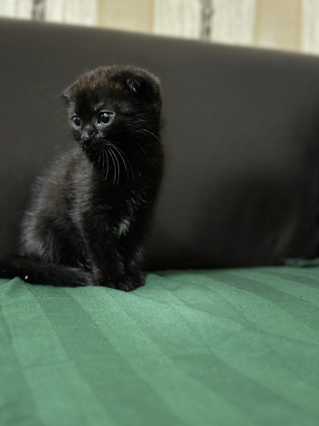 Скотиш фолд, ласковые котята.
