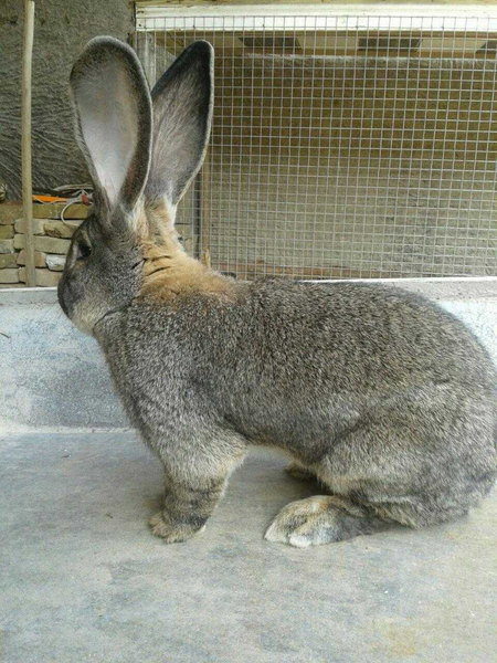 Фландр куён, кролик великан quyon