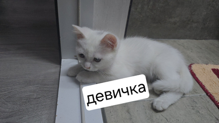 Британские девичка тоза парода