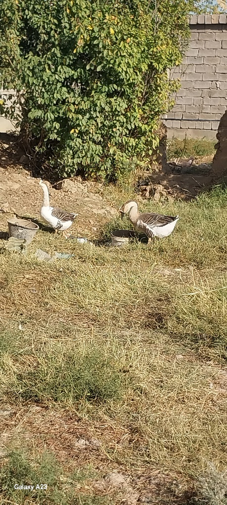 G\\\'ozlar sotiladi