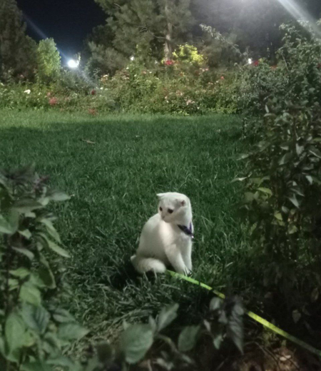Скоттиш фолд шотландская вислоухая кошка
