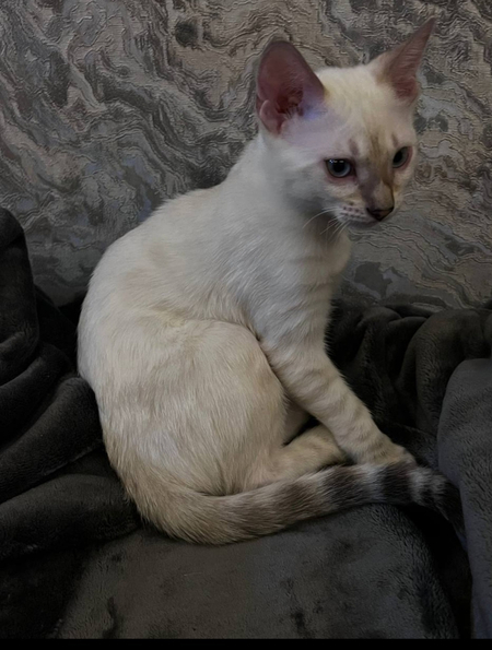 Бенгальские котята !!!
