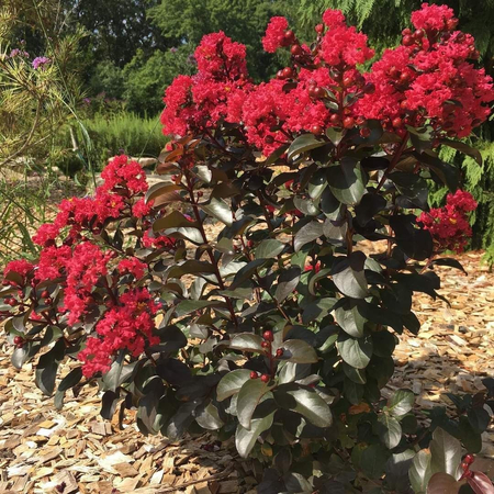 Индийский сирень Lagerstroemia Cherry Mocha