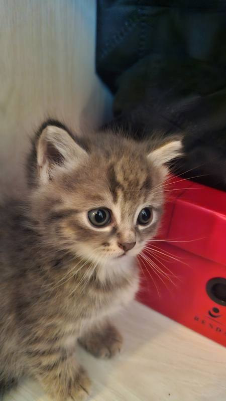 Отдаём котят в хорошие руки