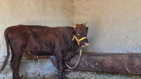 Buqalar sotiladi, 2 ta. Буқалар сотилади, 2 та.