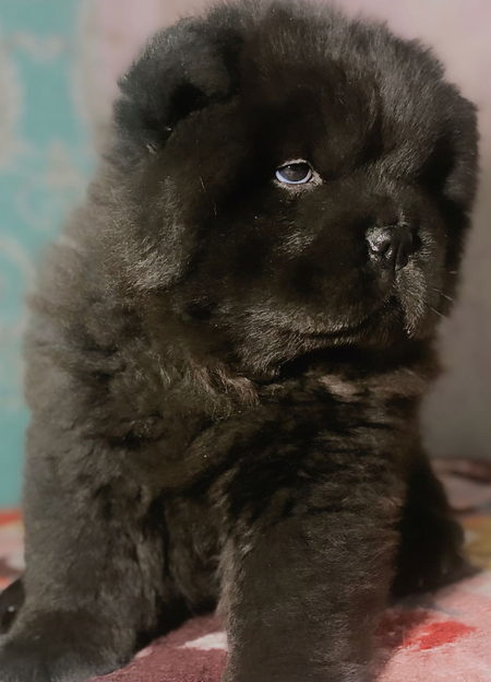 Королевский щенок «Чау-Чау»