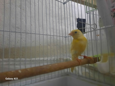Канарейкалар,  паровкага тайёр ёш модалар тоза қонли,  Чилонзорда