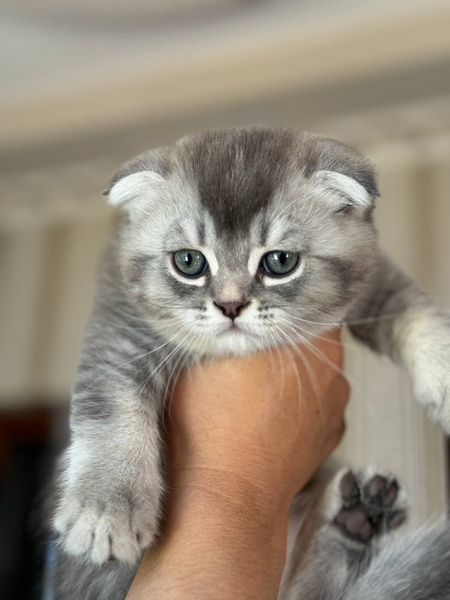 Британский скоттиш фолд