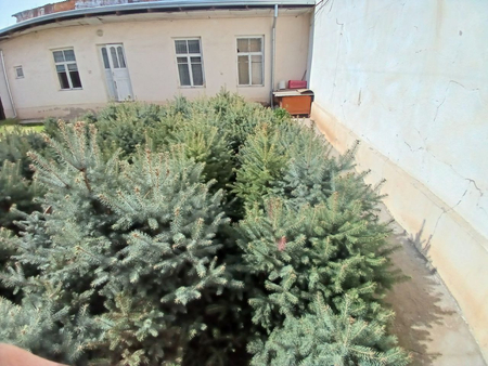 Арча  Импортные  Декоративные