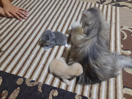 Продаются кошка с котятами