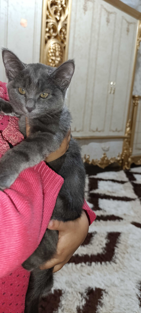 Мушук скотиш флоид британ сотилади.