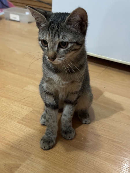 Котенок даром в добрые руки