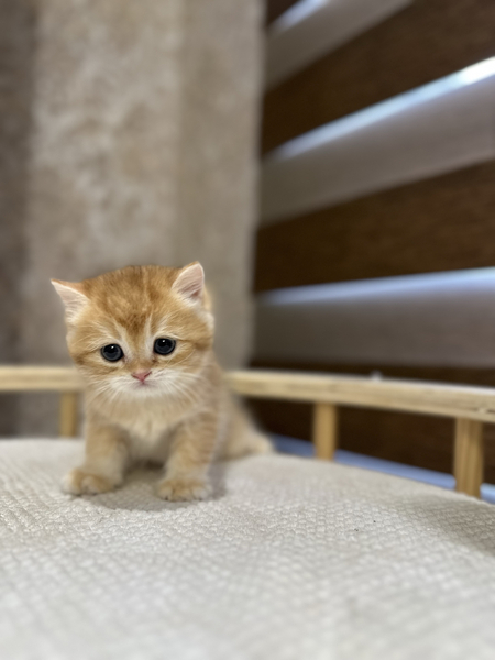 Британский котята золотый шиншилый