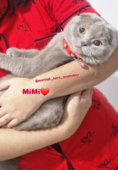 Мушук зотдор скоттиш-фолд киз